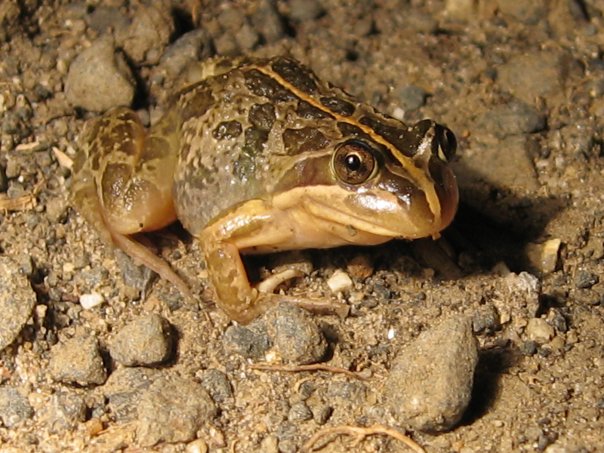 Spotted Marsh Frog | Friends of Native Wildlife Inc.